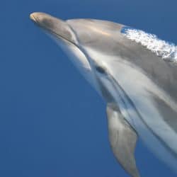 Striped dolphin - Whale & Dolphin Conservation Australia