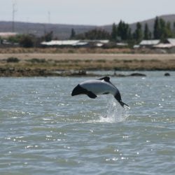 Commerson's dolphin - Whale & Dolphin Conservation Australia