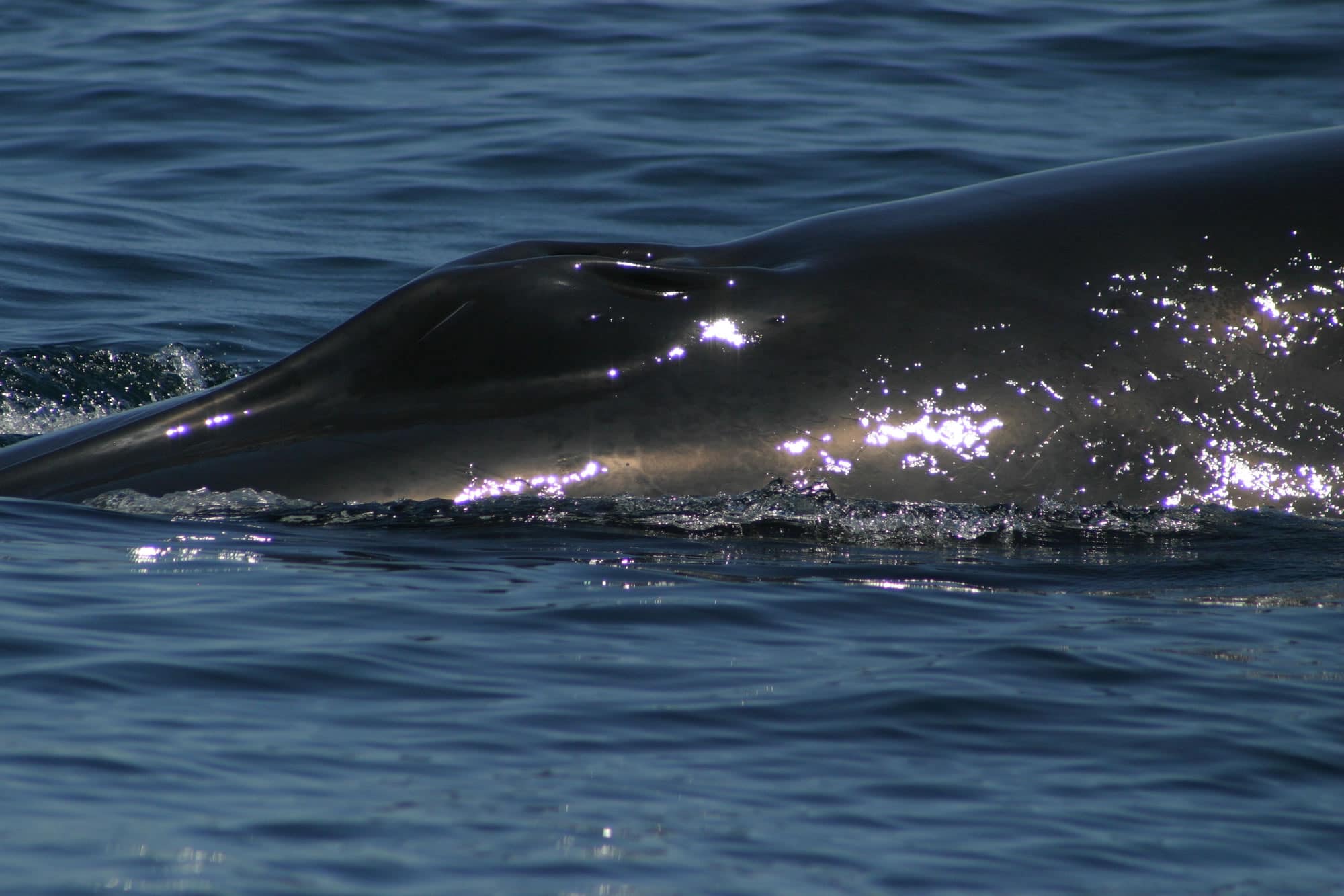 Sei whale - Whale & Dolphin Conservation Australia