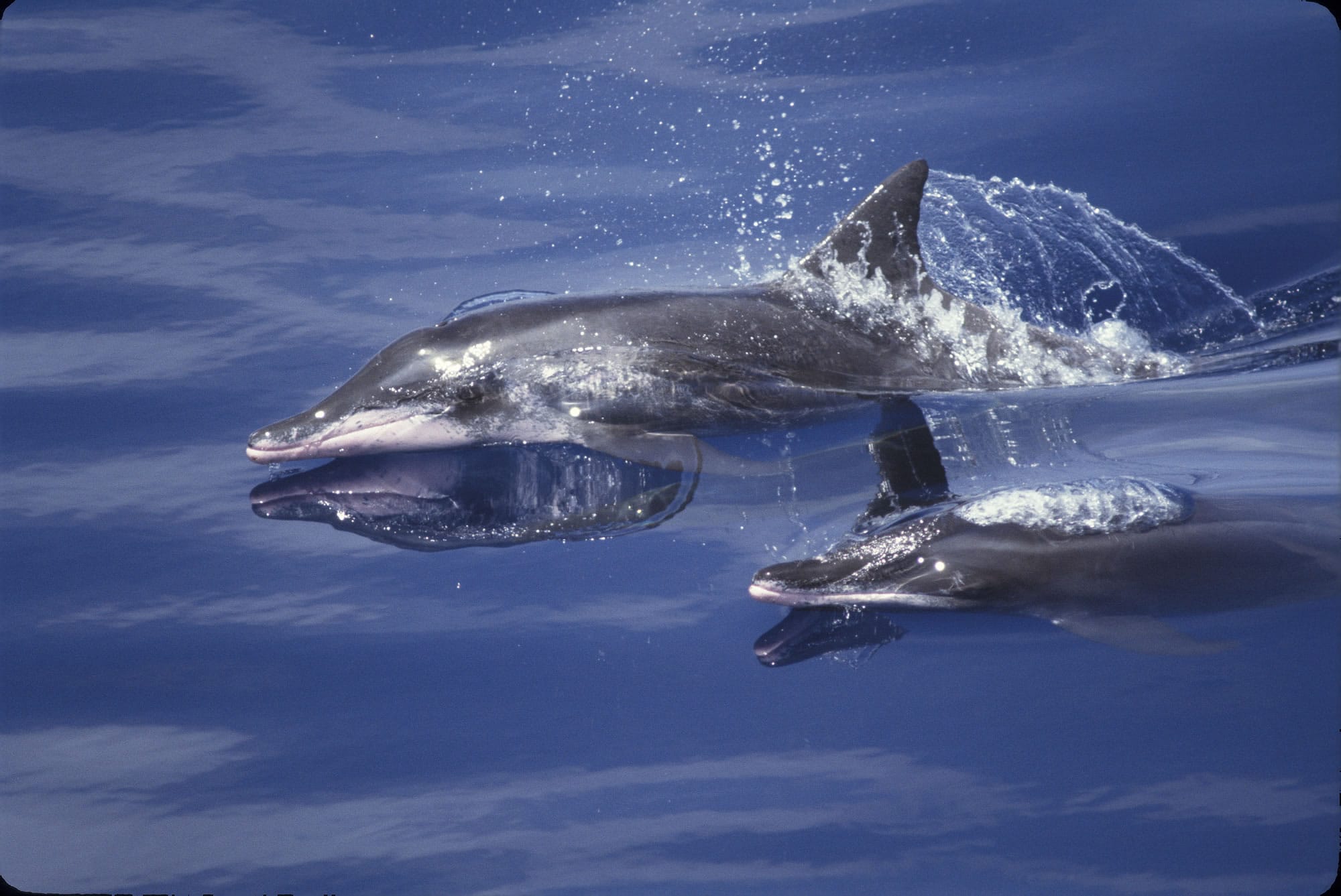 Rough-toothed dolphin - Whale & Dolphin Conservation Australia