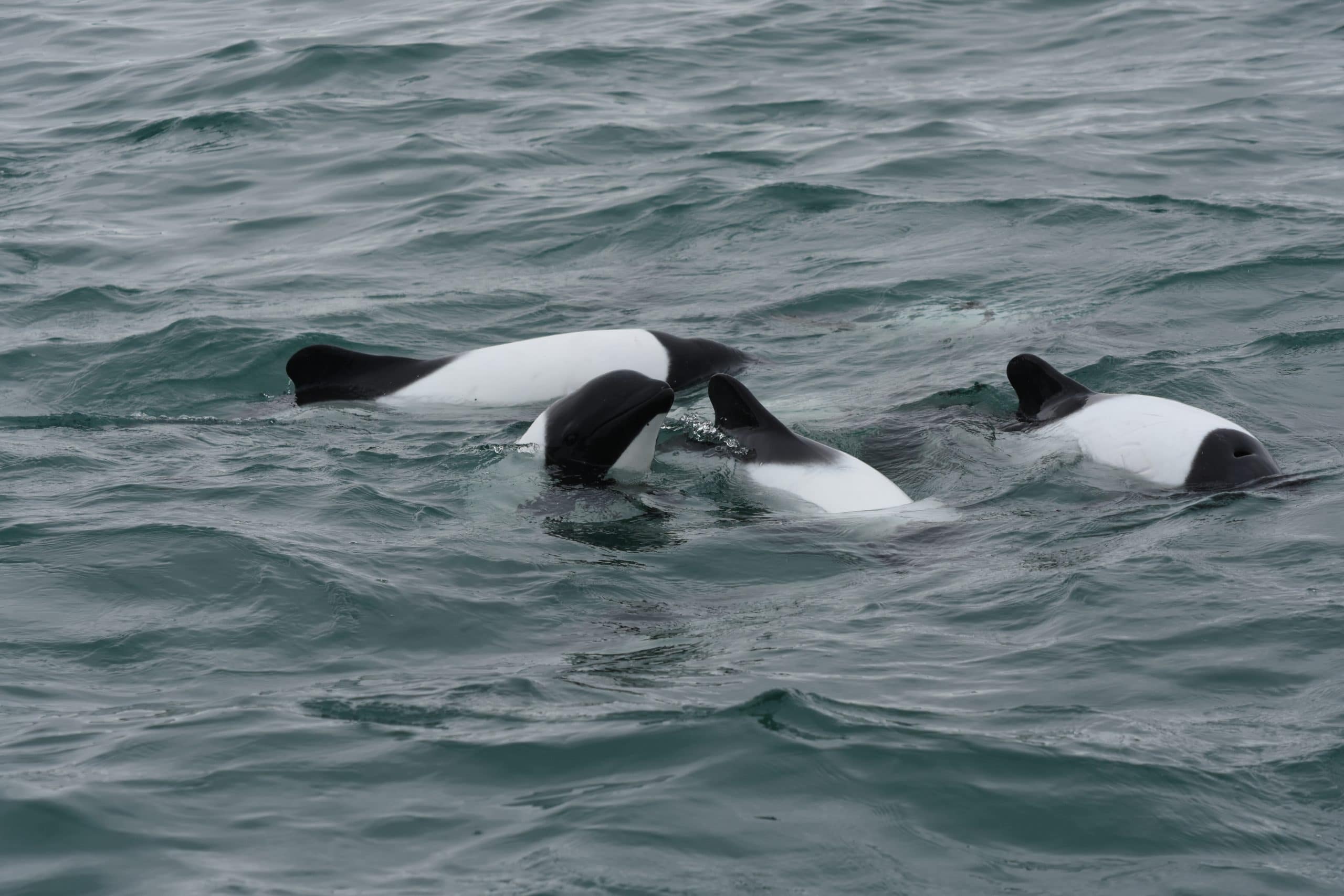 How do dolphins communicate? - Whale & Dolphin Conservation Australia