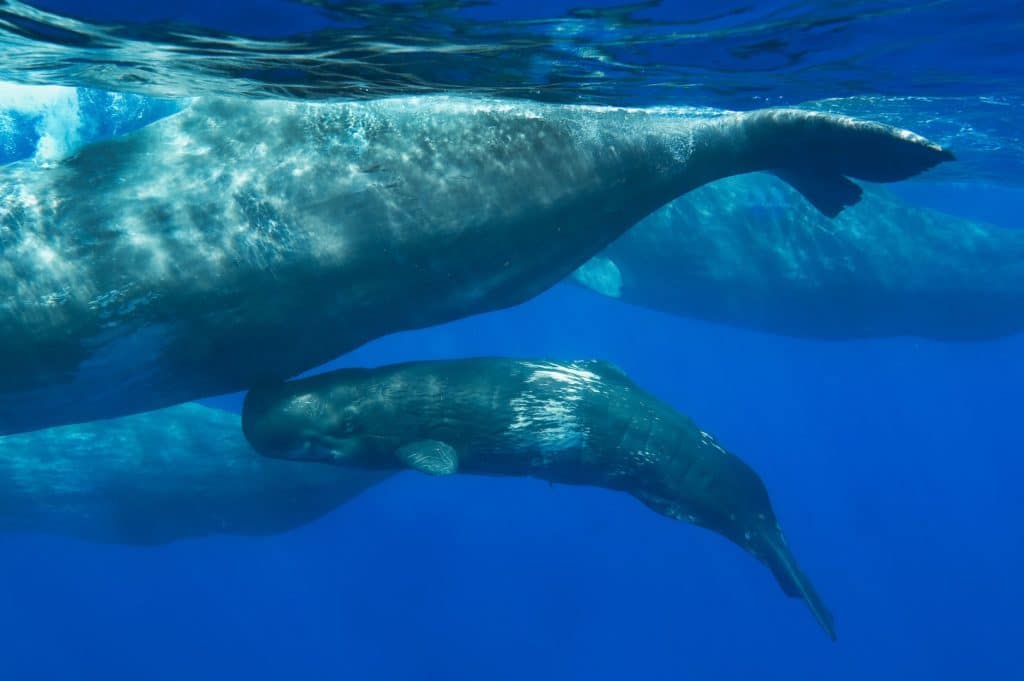 Sperm whale - Whale & Dolphin Conservation Australia