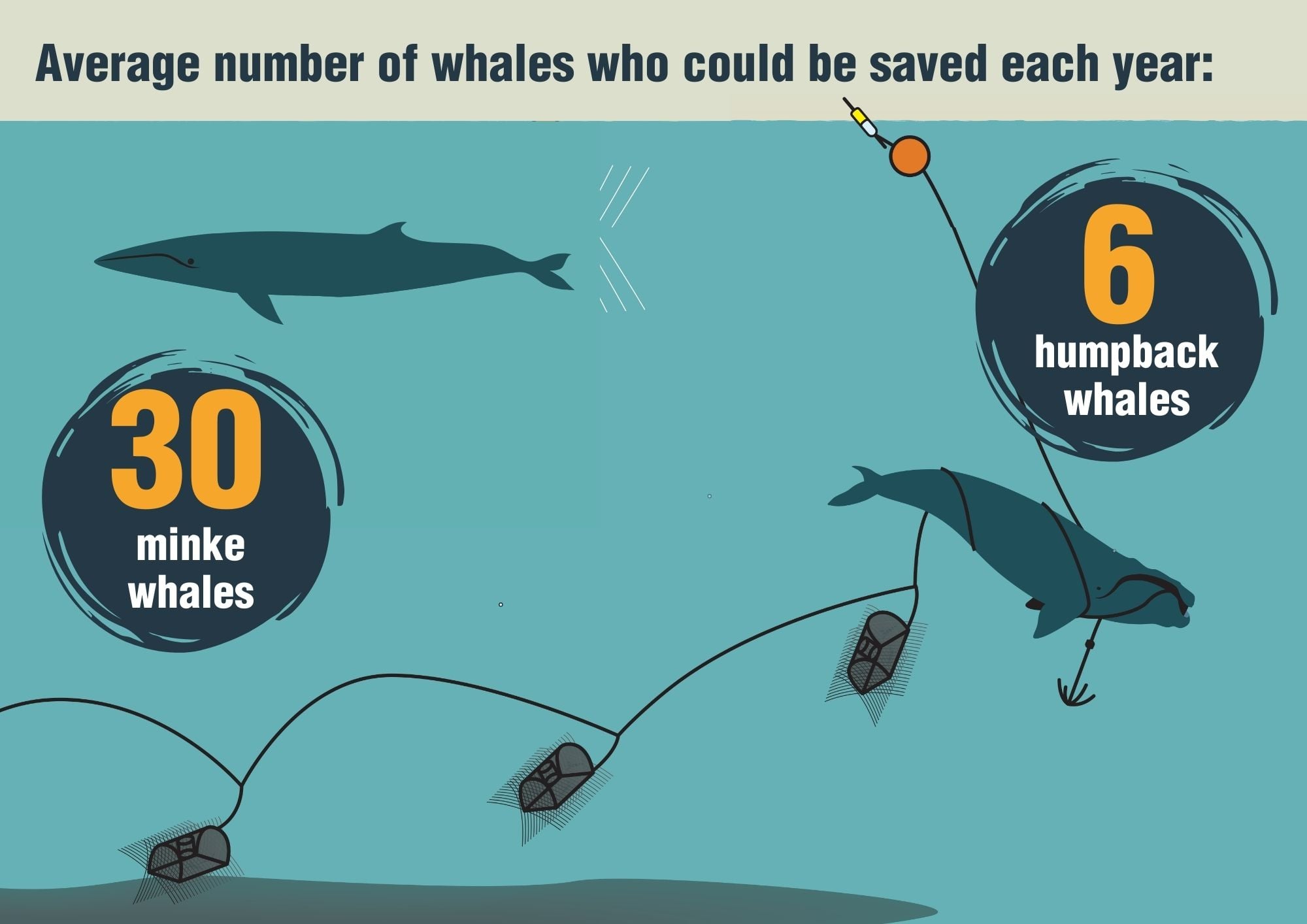 A simple solution is saving whales - Whale & Dolphin Conservation Australia