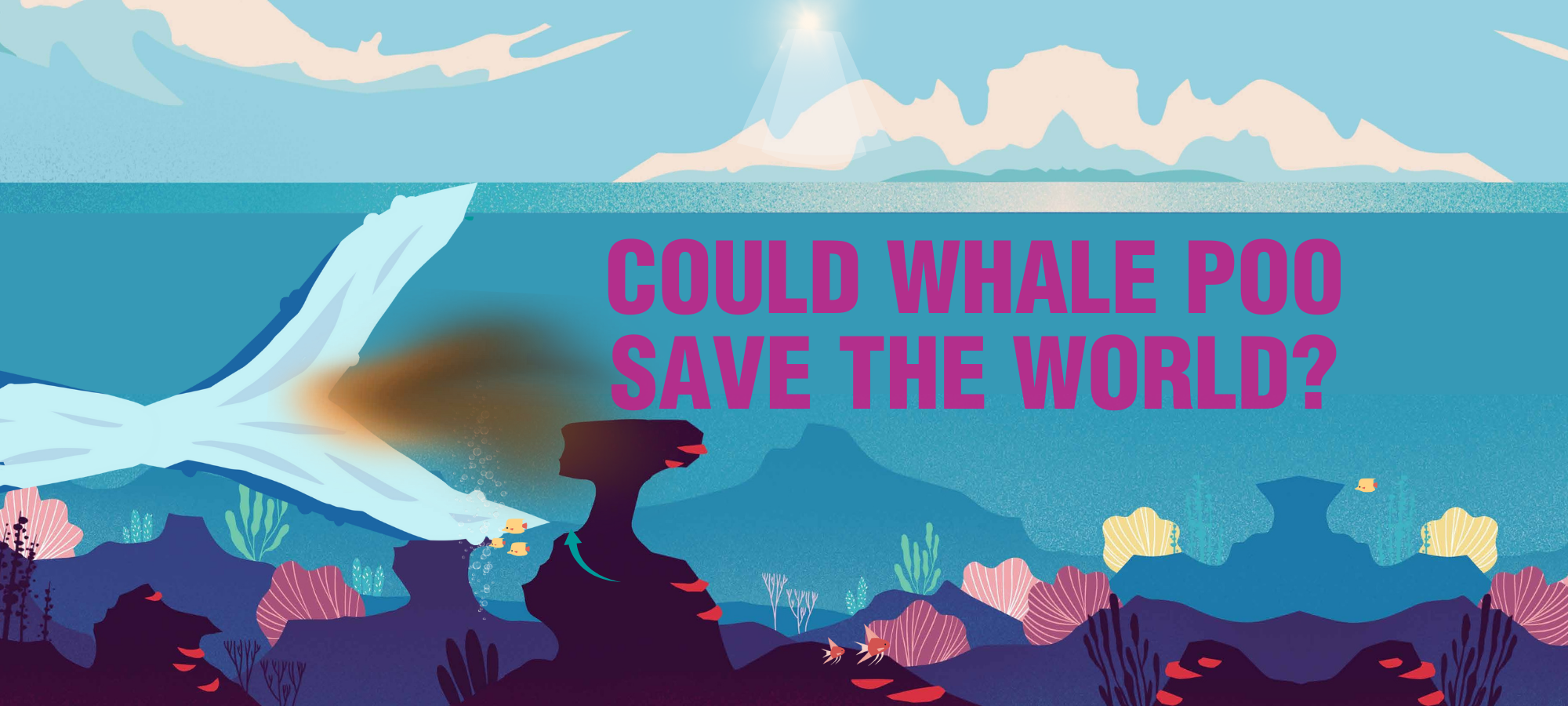 Could whale poo save the world? - Whale & Dolphin Conservation Australia
