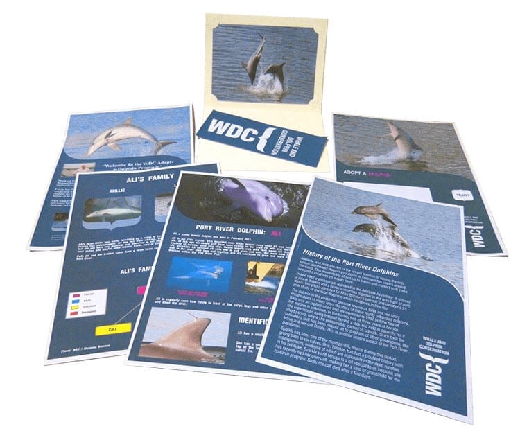 Adopt a dolphin - Whale & Dolphin Conservation Australia
