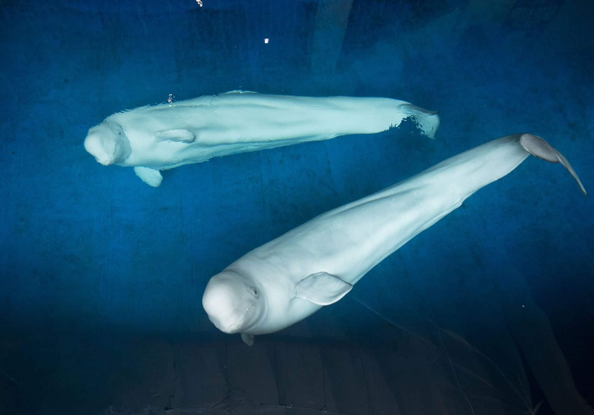 Facts about Commerson's dolphins - Whale and Dolphin Conservation